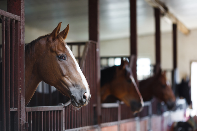 Complete Guide: Horse Stalls - Types, Sizes, and Best Construction Tips