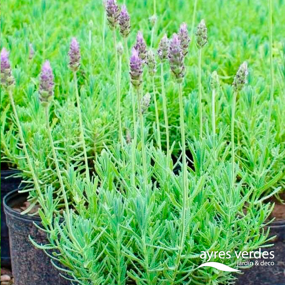 Lavanda Dentata - Comprar en Ayres Verdes