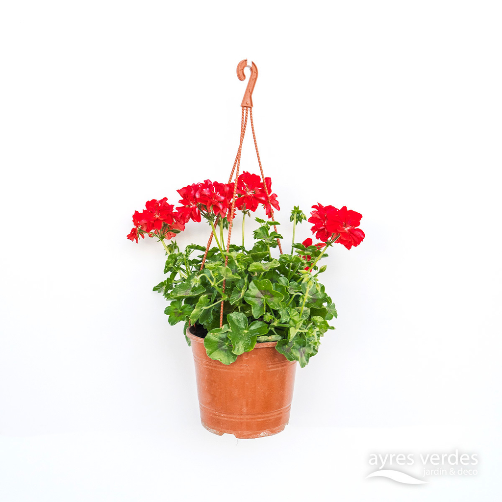 Geranio colgante - Comprar en Ayres Verdes