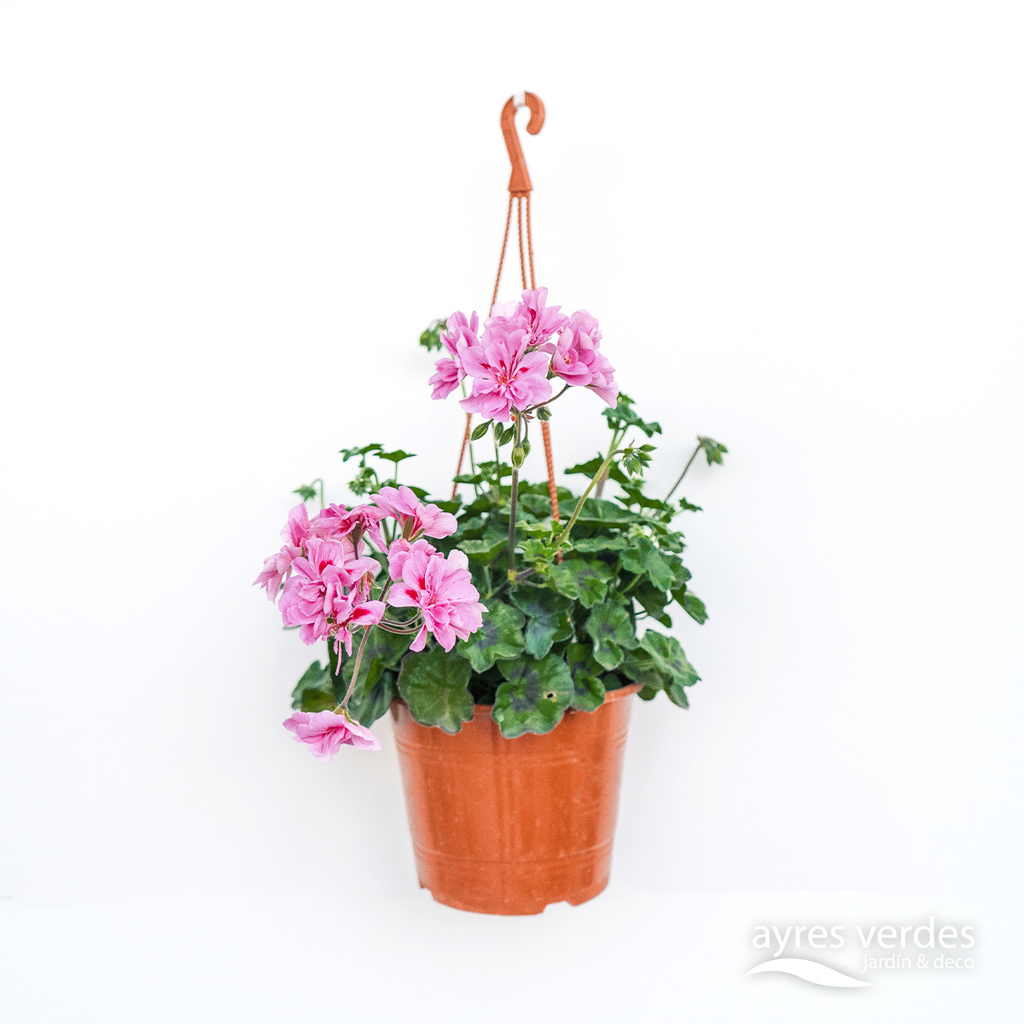 Geranio colgante - Comprar en Ayres Verdes
