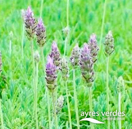 Lavanda Dentata - Comprar en Ayres Verdes