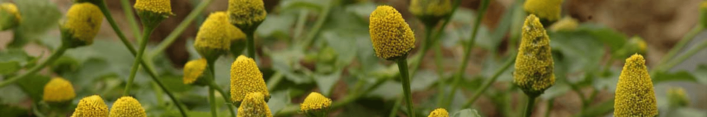 O que é Jambu? Conheça o famoso "agrião do Pará"