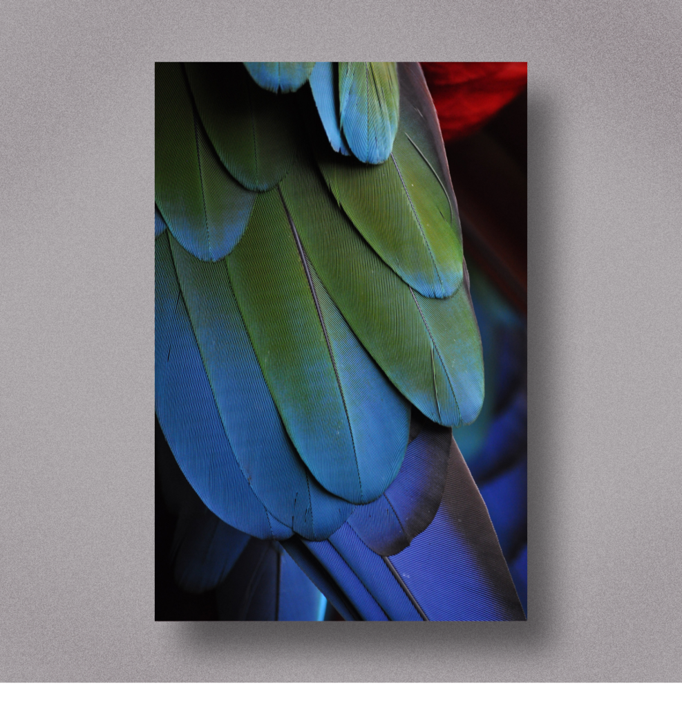 FEATHER VI - Comprar em Art Telas Molduras