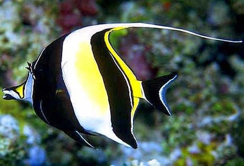 Comprar Peces Marinos en Aquarium Depot