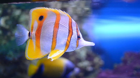 Comprar Peces Marinos en Aquarium Depot