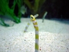 Comprar Peces Marinos en Aquarium Depot | Filtrado por Más Vendidos