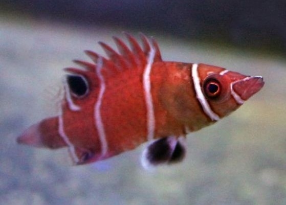 Wetmorella Tanakai - Comprar en Aquarium Depot