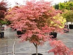 Acer Palmatum - Comprar en Vivero Valle Fértil