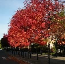 Fresno Rojo - Comprar en Vivero Valle Fértil