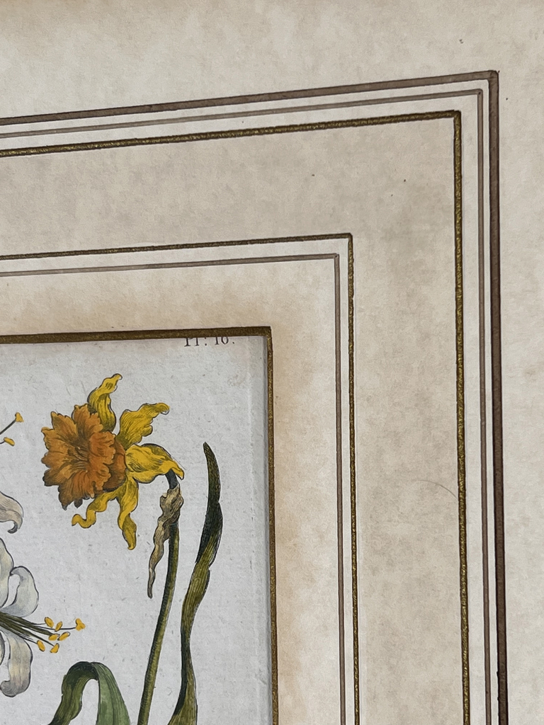 Grabado de botánica Siglo XVIII - Comprar en Mayflower