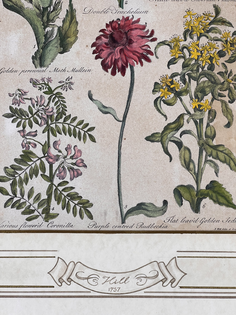 Grabado de botánica Siglo XVIII - Comprar en Mayflower