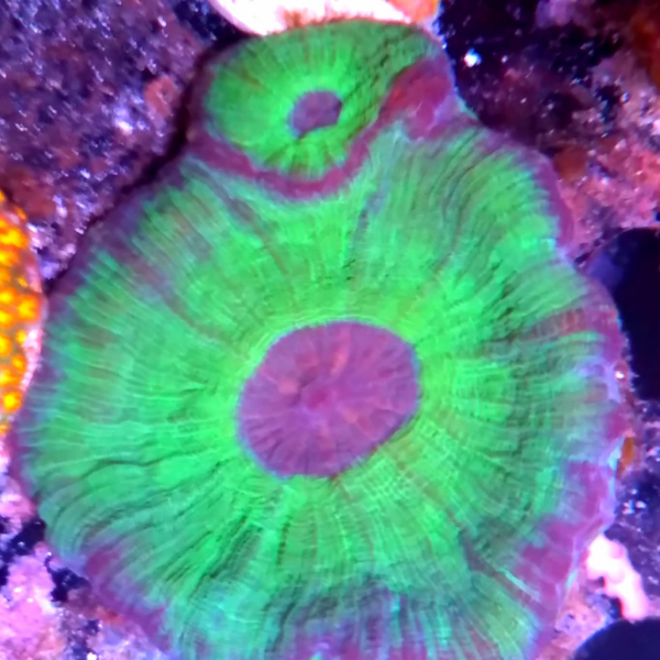 Moseleya latistellata