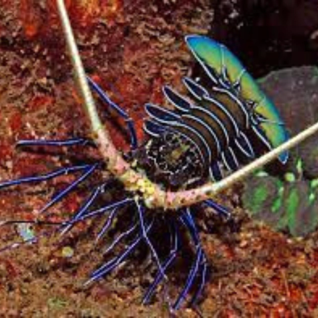 panuliris versicolor