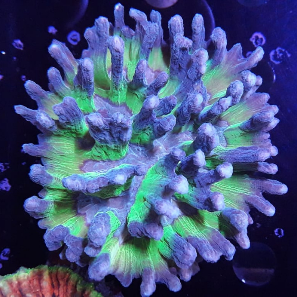 Pectinia paeonia 12cm diámetro