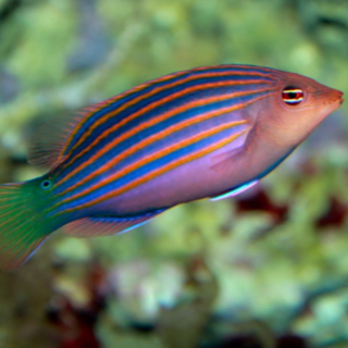 Peces acuarios marinos agua salada reef