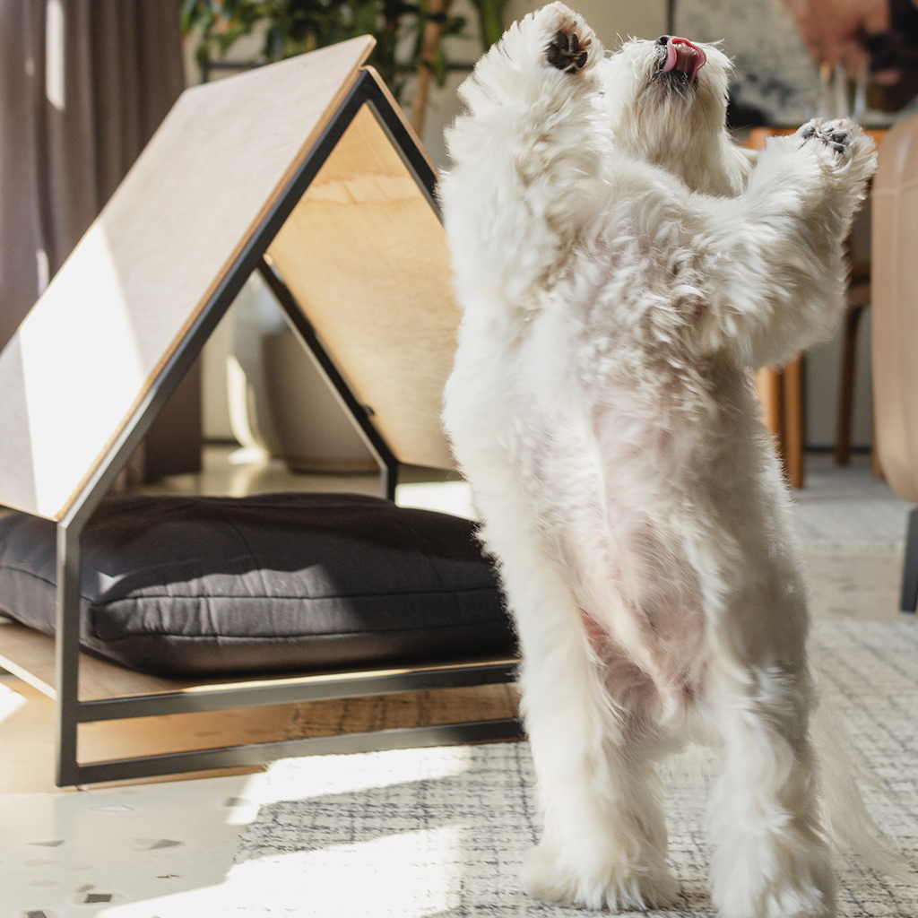 Casa Roof Charlie Pet - Comprar em Charlie Pet