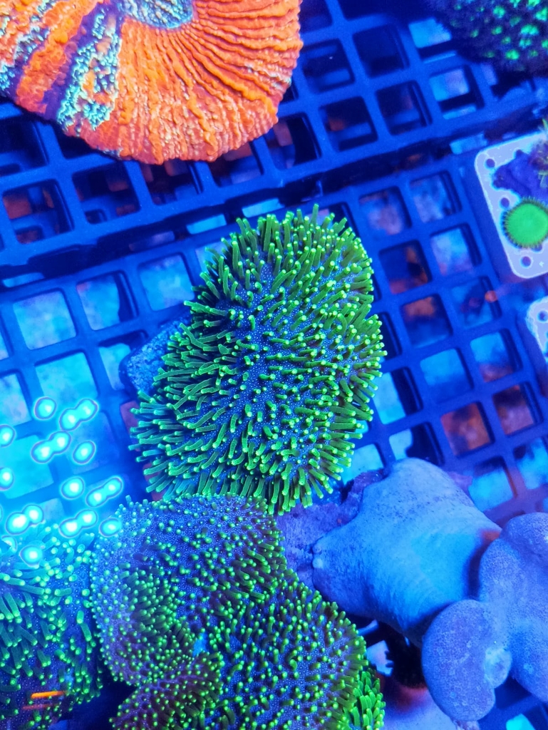 Leather Ora Farm GG - Reef Aquários - Animais Marinhos