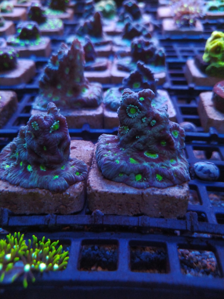 Favites Green (Muda)