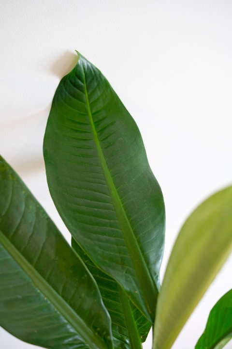 Amoena Reyna - Comprar en Janina