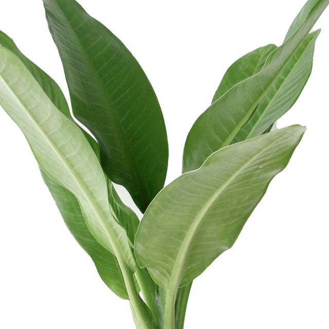 Amoena Reyna - Comprar en Janina