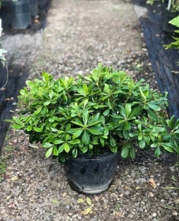 AZARERO NANA - Comprar en BROTES VIVERO