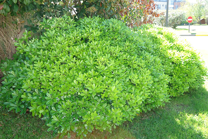 AZARERO NANA - Comprar en BROTES VIVERO