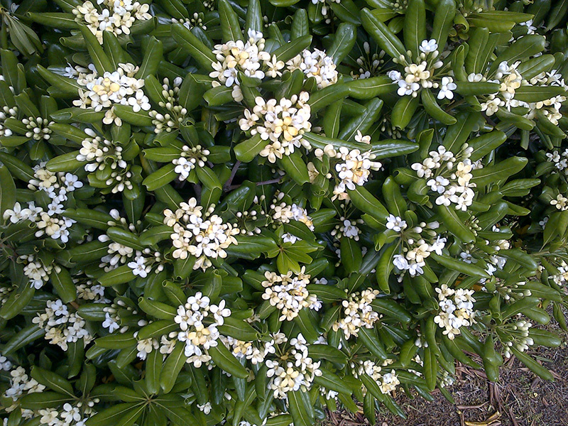AZARERO NANA - Comprar en BROTES VIVERO