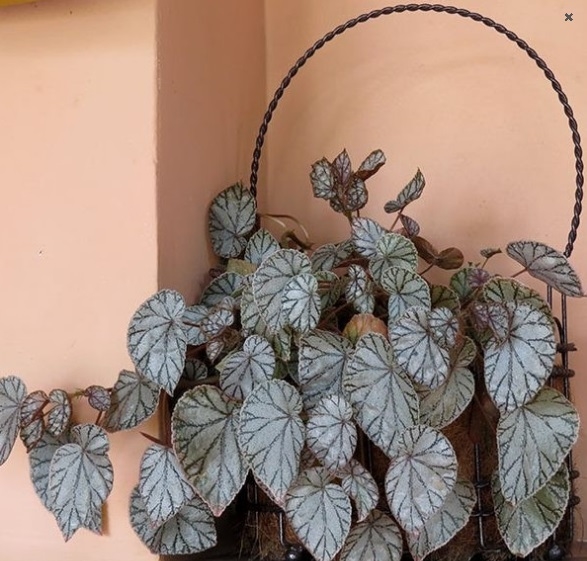 BEGONIA PLATEADA - Comprar en BROTES VIVERO