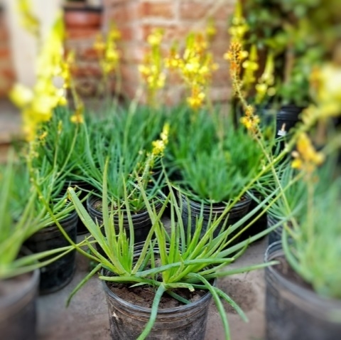 BULVINE - Comprar en BROTES VIVERO