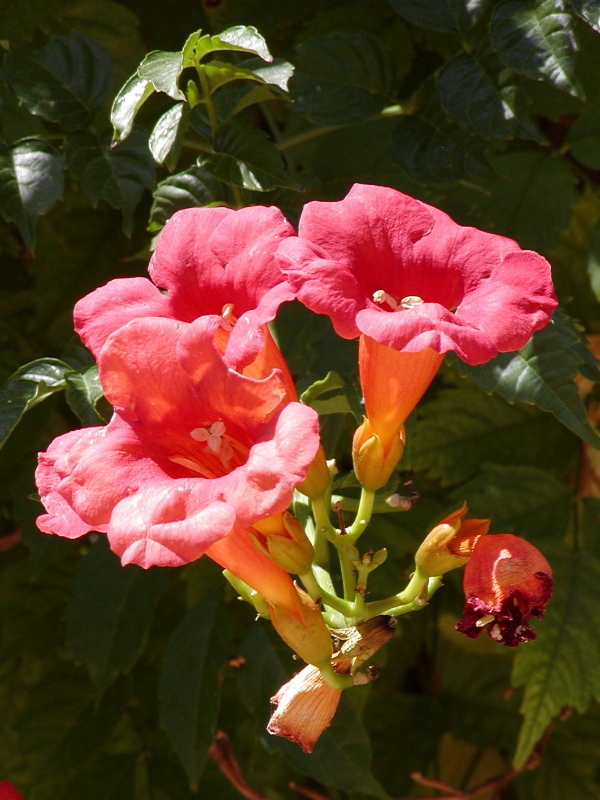 BIGNONIA NARANJA - Comprar en BROTES VIVERO