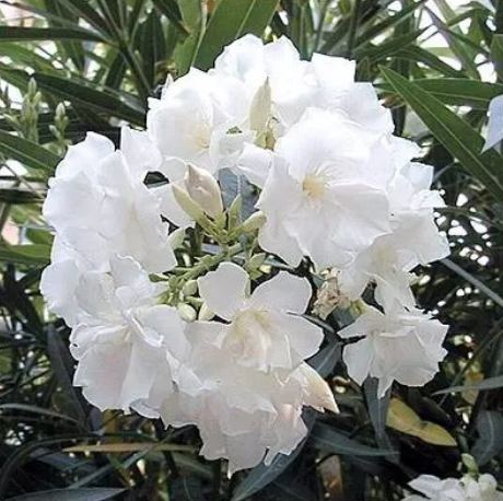 LAUREL DE FLOR - Comprar en BROTES VIVERO