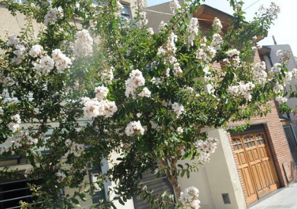 CRESPON / ARBOL DE JUPITER - Comprar en BROTES VIVERO