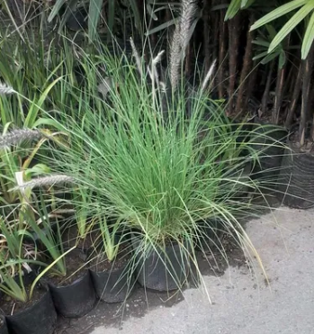 PENNISETUM RUPELLI / COLA DE ZORRO - BROTES VIVERO