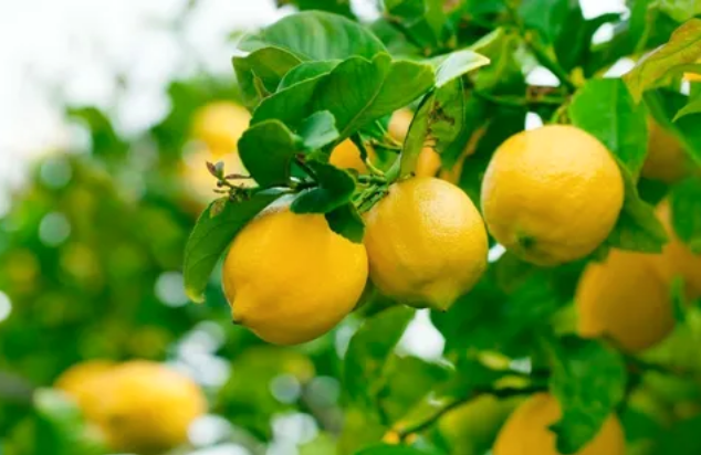 LIMONERO 4 ESTACIONES - Comprar en BROTES VIVERO