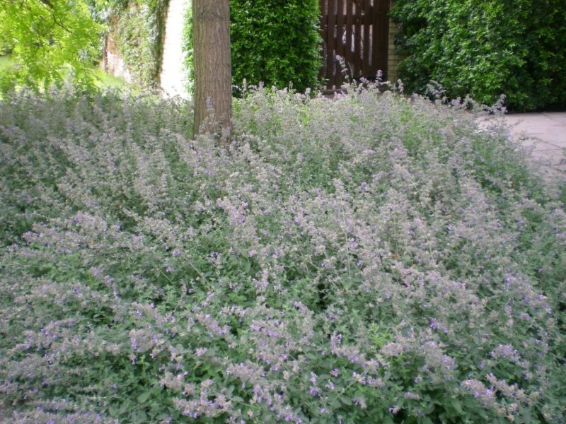 NEPETA RACEMOSA - Comprar en BROTES VIVERO