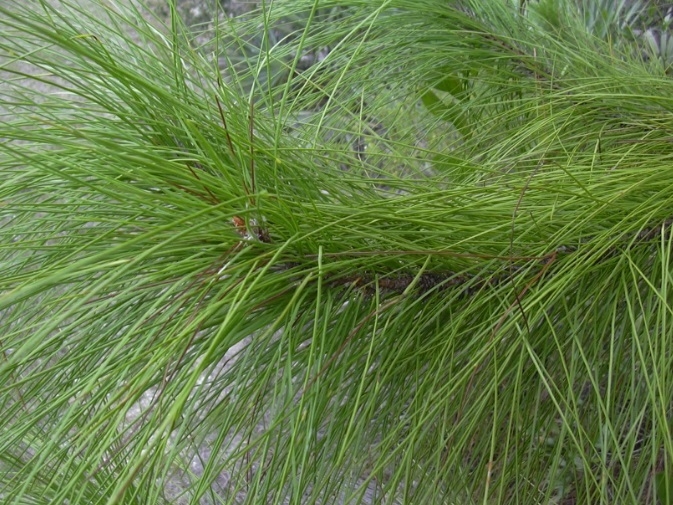 PINO ELLIOTIS - Comprar en BROTES VIVERO