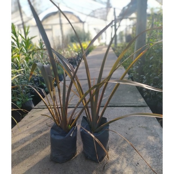 FORMIO RUBRA chico - Comprar en BROTES VIVERO