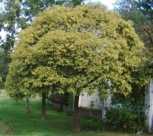 LIGUSTRO AUREO - Comprar en BROTES VIVERO