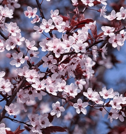 PRUNUS (arbol) - Comprar en BROTES VIVERO