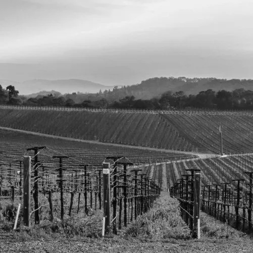 689 CELLARS - MASTER & SERVANT NAPA VALLEY CABERNET SAUVIGNON - SAFRA 2018