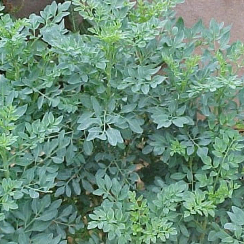 Erva Medicinal Arruda 50g - 1 Unidade