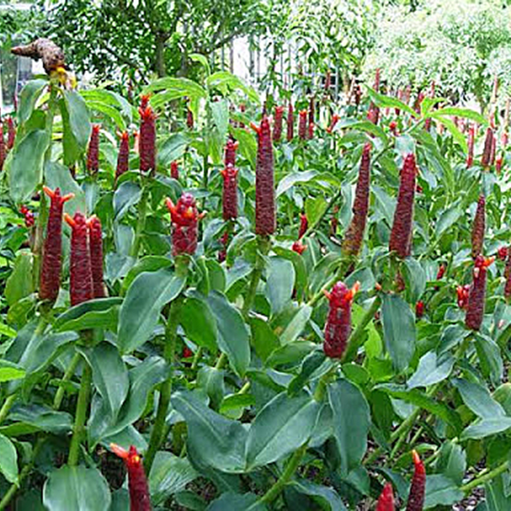 Erva Medicinal Cana Do Brejo 50g - 1 Unidade