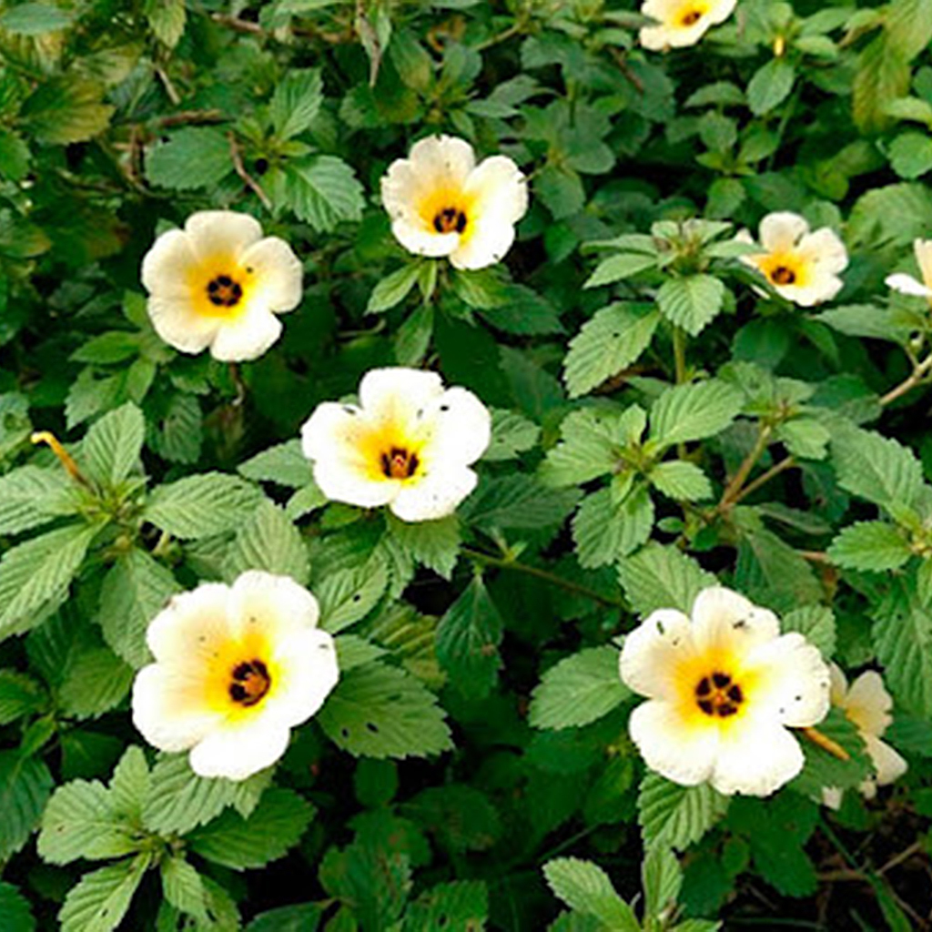 Erva Medicinal Chanana 50g - 1 Unidade