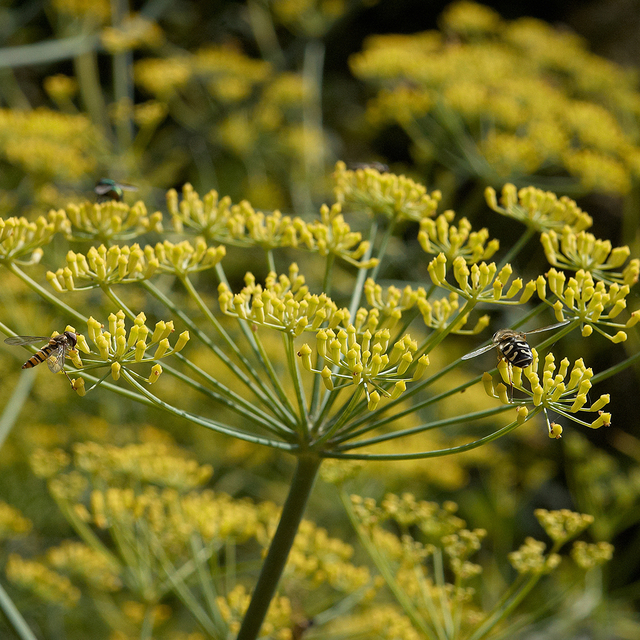 Erva Medicinal Funcho 100g - 1 Unidade