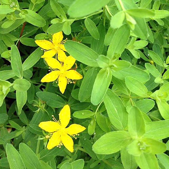 Erva Medicinal Hipérico 50g - 1 Unidade