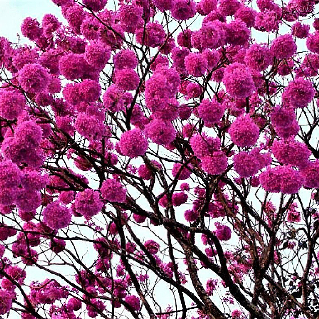 Erva Medicinal Ipê Roxo 100g - 1 Unidade