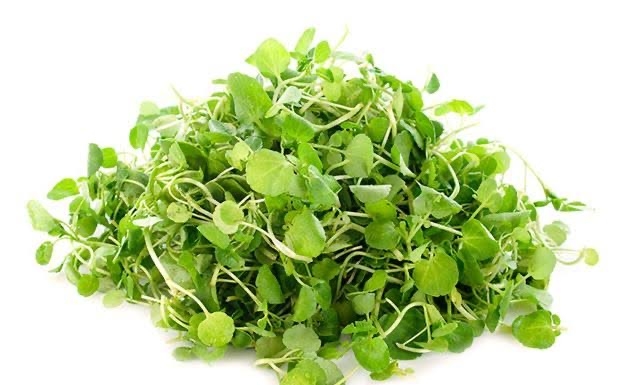 BERRO - Buy in The green deli