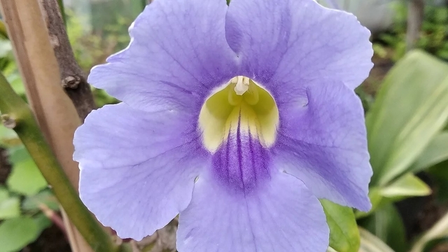 Bignonia azul (Thunbergia grandiflora)