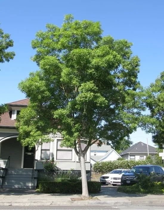 Fresno Rojo - 3 Metros - Vivero Las Magnolias