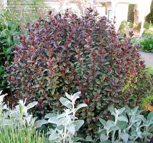 Hebe Purple Queen - Hebe O Verónica - Vivero Habilitado